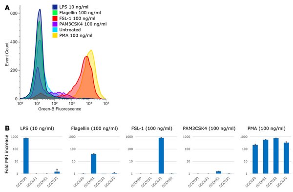 Jurkat JE6.1 NF-kB::eGFP hTLR2/6 (human Toll-like Receptor 2/6) Cell ...